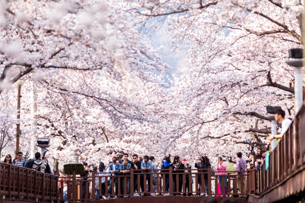 Spring in South Korea – Moogri Photography